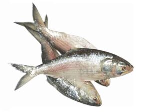8 Surprising Facts About Hilsa Fish Benefits - Cool Facts